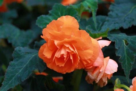 Picelse