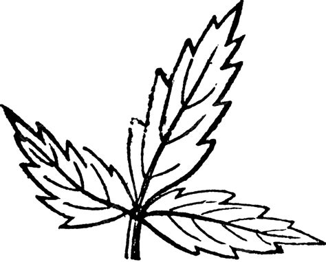 Ternate Leaf Vintage Illustration Black Drawing Engraving Vector Black