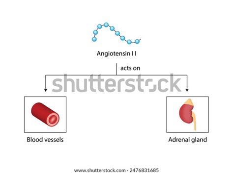 Angiotensin Ii Renin Angiotensin Aldosterone System Raas Vector Stock