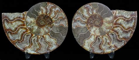 4 4 Sliced Fossil Ammonite Pair Agatized 45486 For Sale