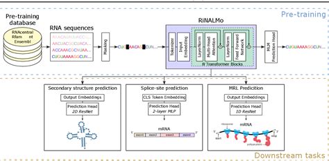 Rinalmo General Purpose Rna Language Models Can Generalize Well On