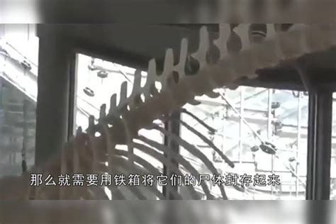 国宝大熊猫死后，尸体是如何处理呢？大熊猫国宝尸体