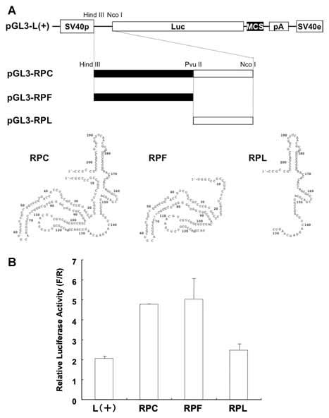 Functional Definition Of The Gc Rich Region As A Regulatory Element A Download Scientific