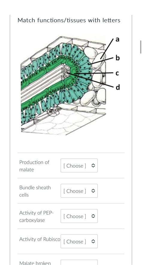 Solved Match Functions Tissues With LettersProduction Of Chegg