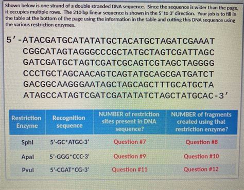 Solved Below Is A Restriction Map Of A Linear Dna Segment Chegg
