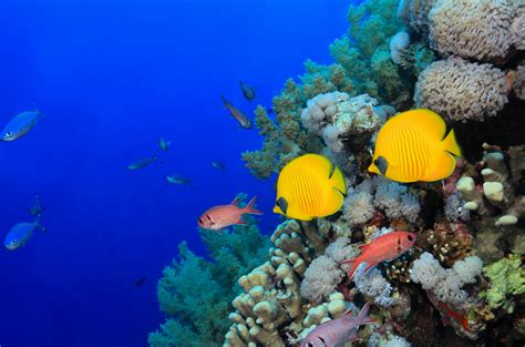 Underwater Tropical Fish Wallpaper