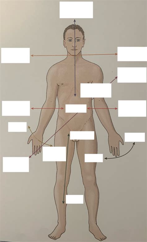 Richtungsbezeichnungen Frontal Diagram Quizlet