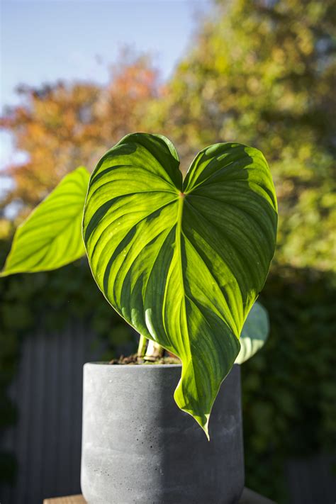 Philodendron Pastazanum - Centrum Ogrodnicze Silesia