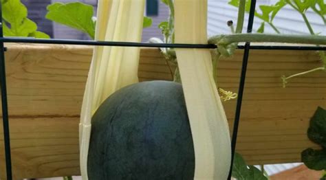 5 Gallon Bucket Watermelons Orange Narwhals