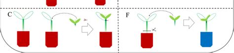 Diagrams Of Representative Grafting Methods A Cuttage Grafting B