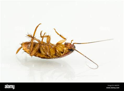 Cockroach Upside Down Roach Cockroach Insect