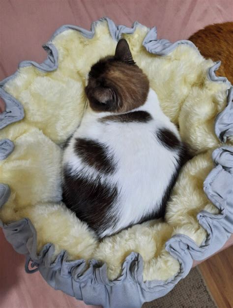 Cama Caminha Pet Redonda Pelúcia Cachorro Gato Dupla Face Elo7