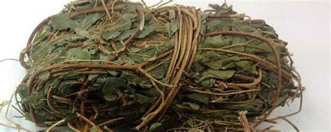 鸡骨草的功效与作用及禁忌 鸡骨草的功效与作用及禁忌简单介绍 知秀网