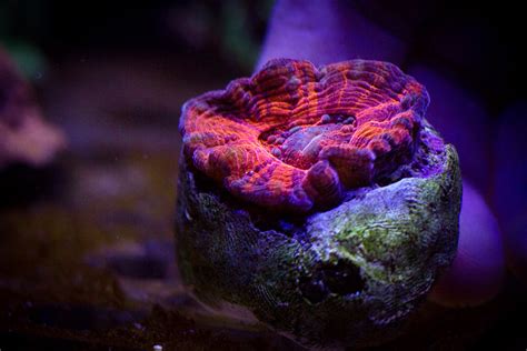 my 180g reef pics | REEF2REEF Saltwater and Reef Aquarium Forum