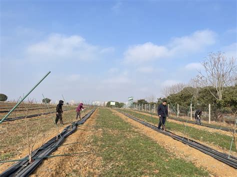 江苏丘陵地区桃科技联合创新中心稳步推进各项工作