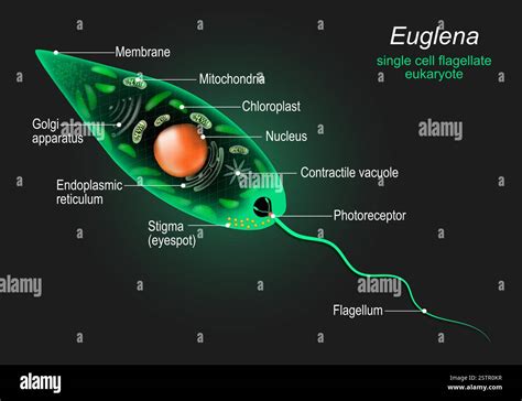Anatomy Of Euglena Labeled Diagram Of Eukaryotic Cell Unicellular