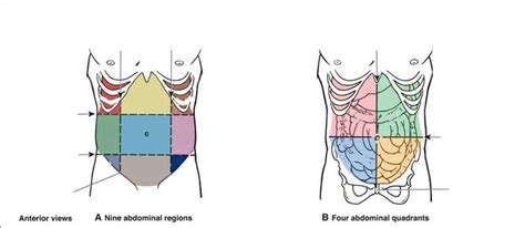 Abdominal Regions And Quadrants Diagram Diagram Quizlet