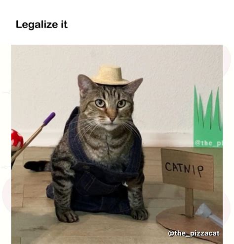 Catnip Farmer Oc Rcatmemes