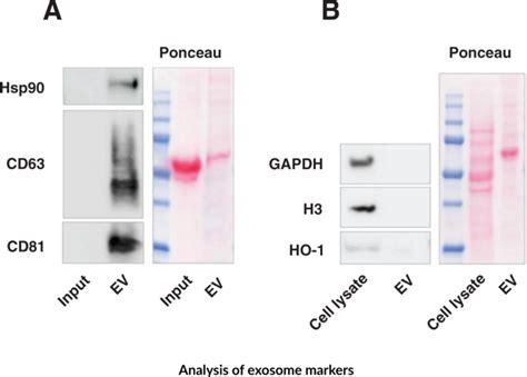 Extracellular Vesicle Isolation Kit Tissue Culture Cayman Chemical