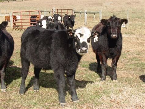 Cfc Farm And Home Co Op Visit Culpeper