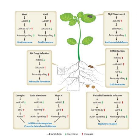 Review MicroRNAs And Their Regulatory Roles In Plantenvironment