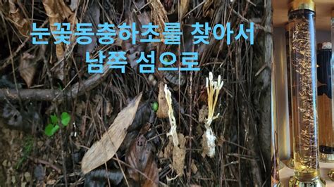 눈꽃동충하초를 찾아서 동충하초 YouTube