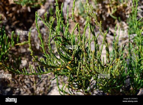 Salicornia Edible Plants Growing In Salt Marshes Beaches Named Also