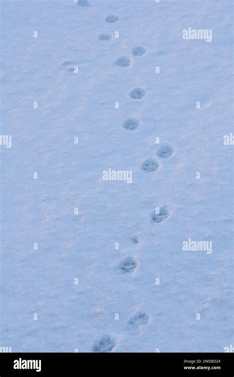 Arctic Fox Alopex Lagopus Tracks On The Arctic Coast 1002 Area Of The
