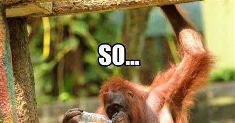 Sexy Monkey