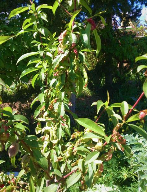 Saillog Peach Leaf Curl