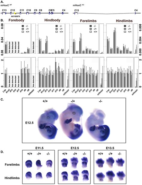 Expression Analysis Of Different Hoxd Genes In Download Scientific