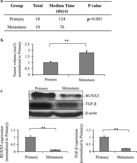 the downregulation of runx3 and tgf β in murine renal tumor xenograft
