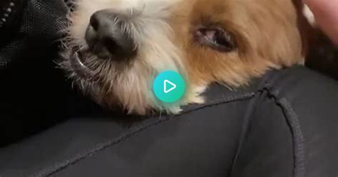Sleepy Nugget Album On Imgur