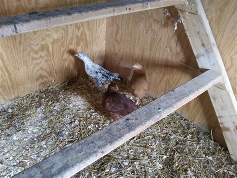 9 Week Old Pullets Successfully Introduced To Existing Flock Whew