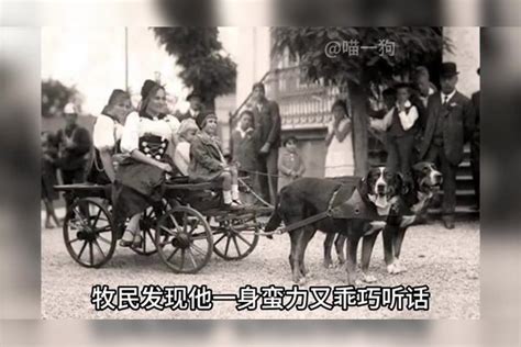 只要看一眼就会爱上的狗，伯恩山犬！最具反差萌的狗