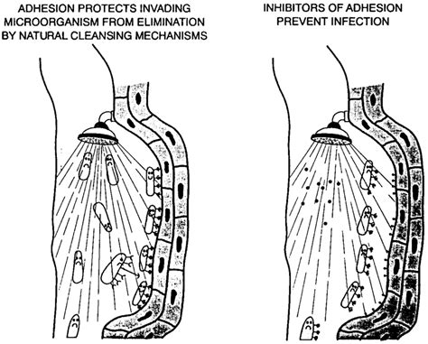 Microbial Adhesion And Anti Adhesion Therapy Adapted From The Phd