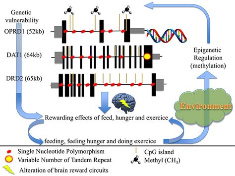 Frontiers New Insights In Anorexia Nervosa