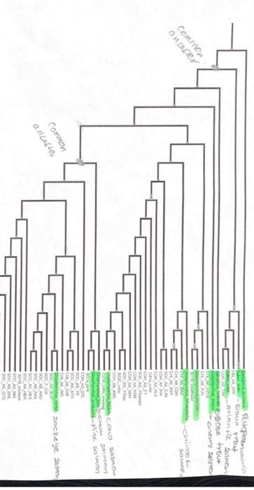 Solved SALMON MOLECULAR PHYLOGENY You Will Use Two Computer Chegg