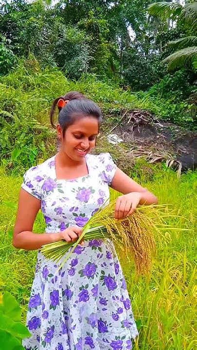 කුරුල්ලන්ට කන්න වී කරල් එල්ලමු 🐦🌾 Hanging Paddy Pods For Birds Paddycultivation Villagefood