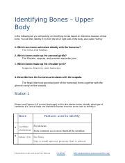 Identifying Bones Lab Upper Body Docx Identifying Bones Upper Body In The Following Lab