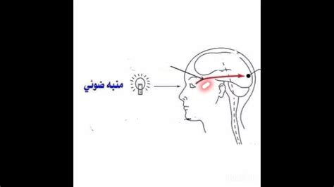 إنتقال الرسالة العصبية في الحس الشعوري علوم علومالطبيعةوالحياة