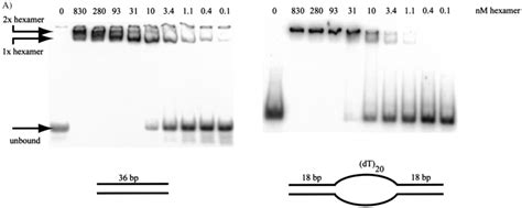 a dna binding gel of a f mcm with two different dna substrates note