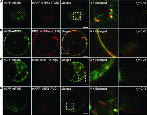 Subcellular Localization Of Attms Egfp Attms Was Coexpressed With Download Scientific Diagram