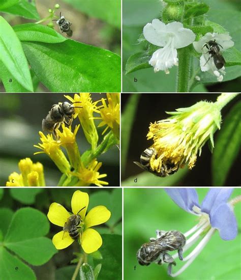 Cultivated And Feral Pollen Sources Of T Biroi Having Tiny And Small