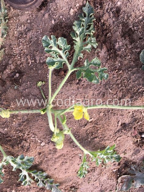 Floración y cuaje en sandía experiencia de éxito Codiagro