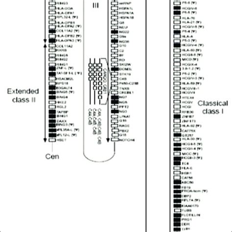 Complete Gene Map Of The Mhc Reference Sequence A Complete Picture Of