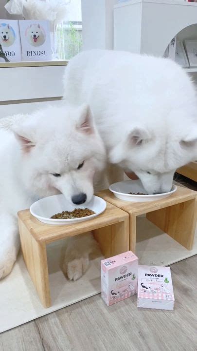 Pawder Probiotics อาหารเสริมโพรไบโอติกส์ ผสมสารสกัดต้นข้าวสาลีอ่อน