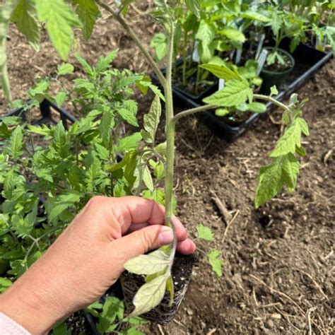 How To Prepare Tomato Seedlings For Planting Outside Tomato Garden