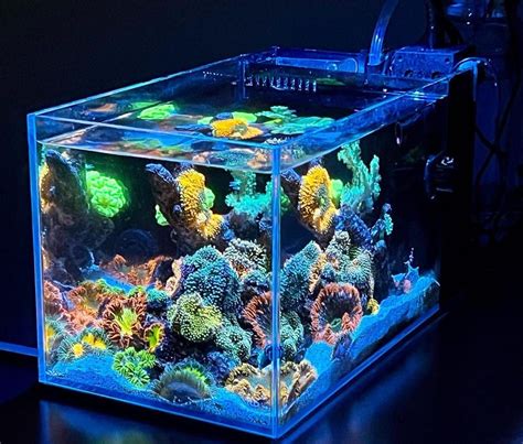 Pico Reef Tank At Night R Reeftank