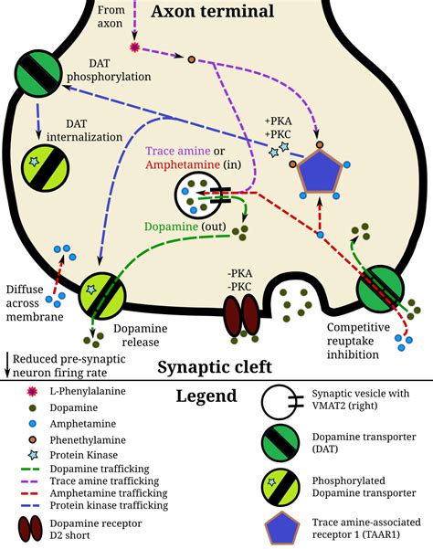 Lisdexamfetamine Wikipedia